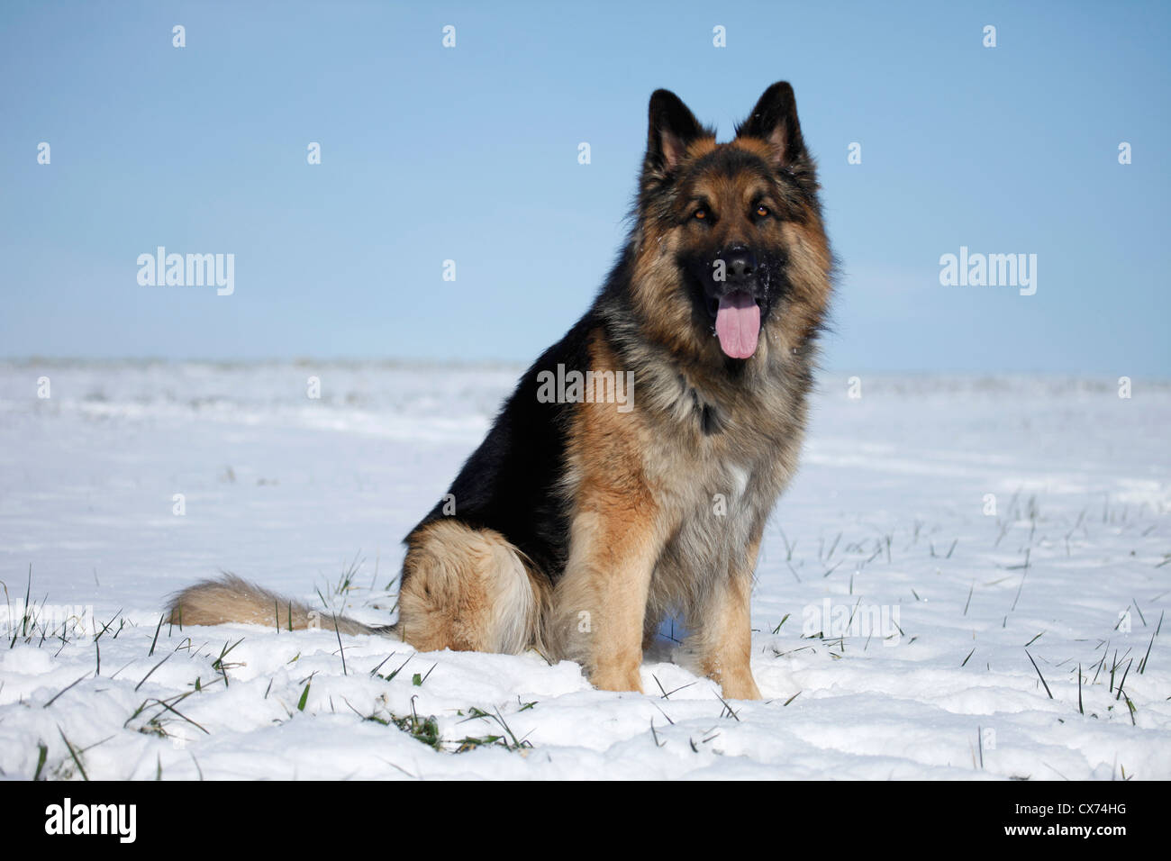 sitting German Shepherd Stock Photo - Alamy