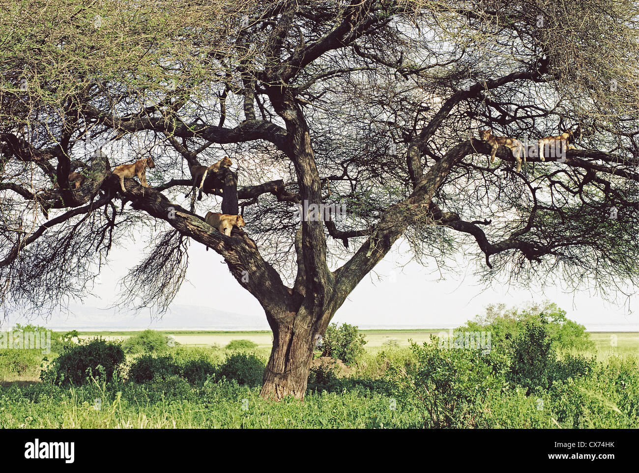 Tree with several female Lions lionesses in its branches Lake Manyara ...