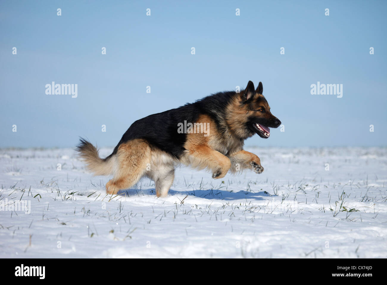 running German Shepherd Stock Photo - Alamy