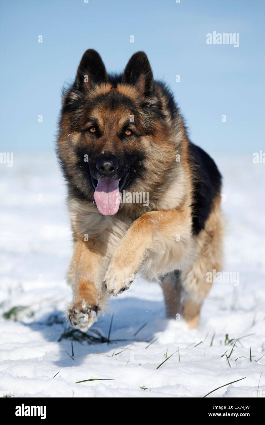 running German Shepherd Stock Photo - Alamy
