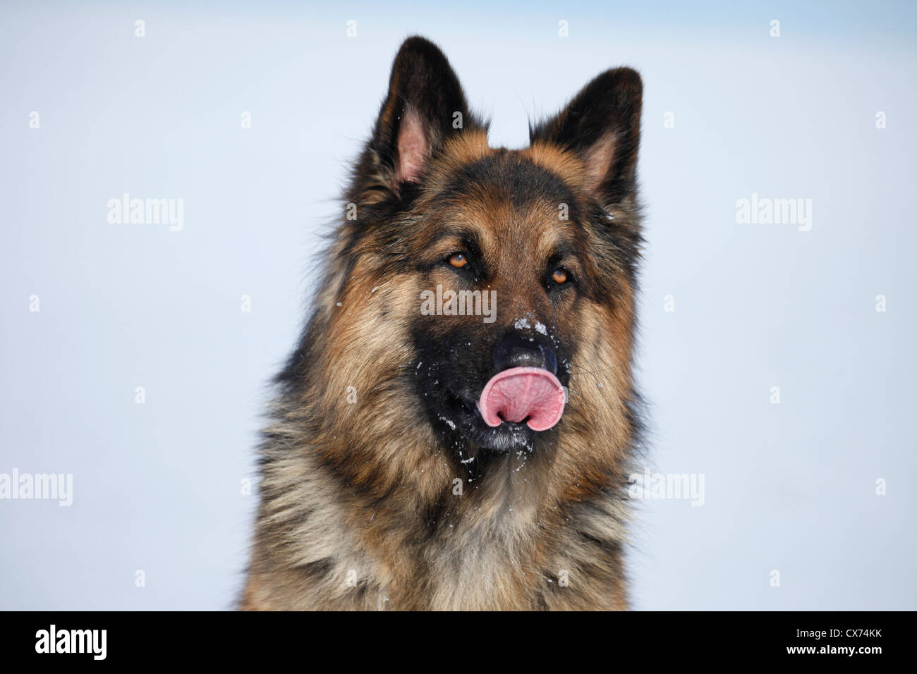 German Shepherd Portrait Stock Photo - Alamy