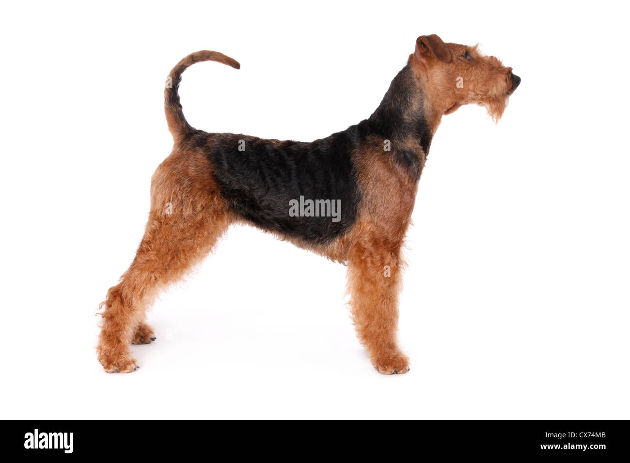 standing Airedale Terrier Stock Photo - Alamy