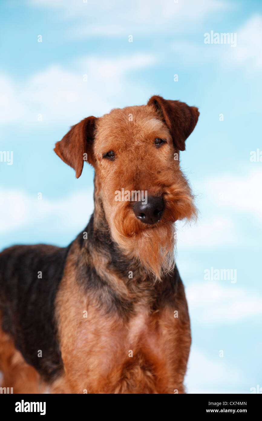 Airedale Terrier Portrait Stock Photo - Alamy