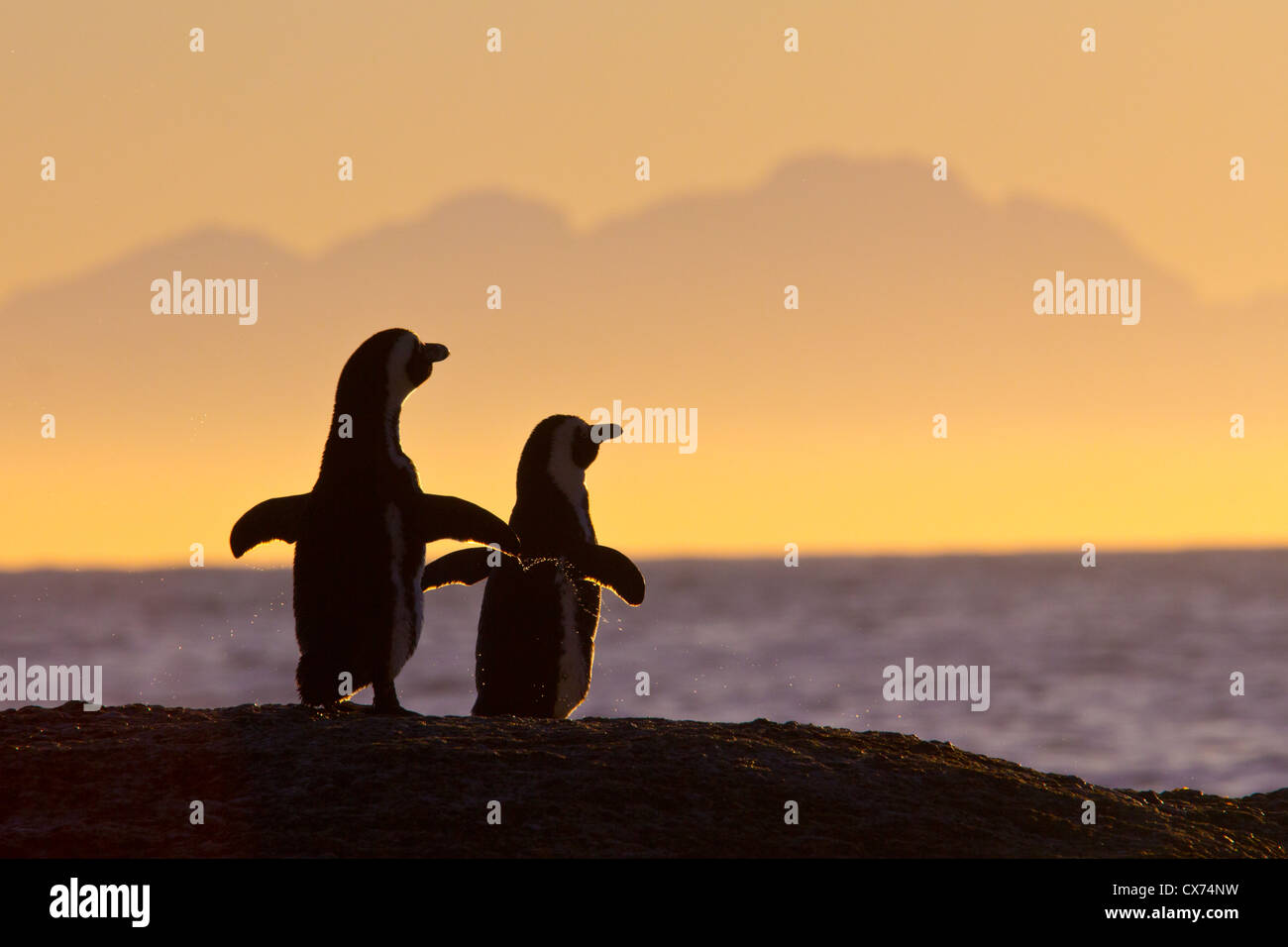 African penguin pair watching sunset near Cape Town, South Africa Stock ...