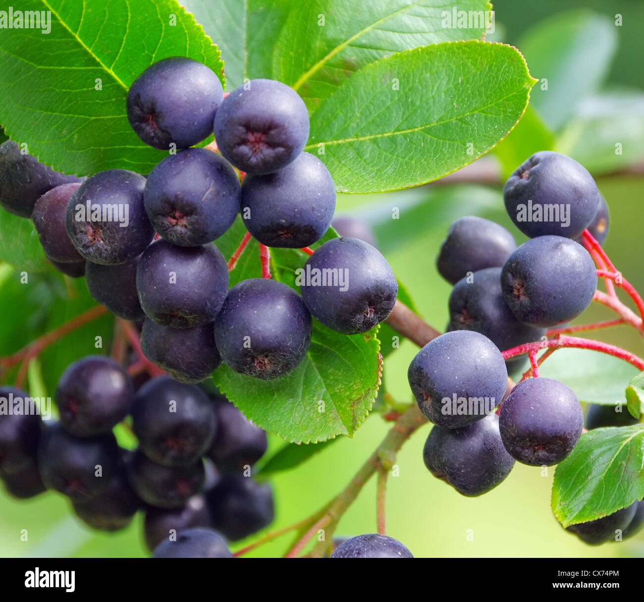 Apfelbeere - chokeberry 03 Stock Photo - Alamy