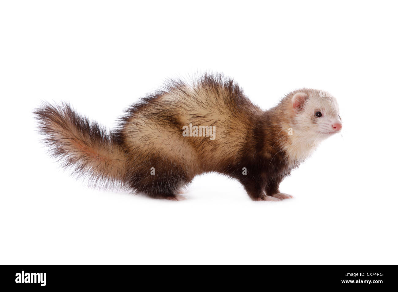Laterally inside Cut Out Stock Images & Pictures - Alamy