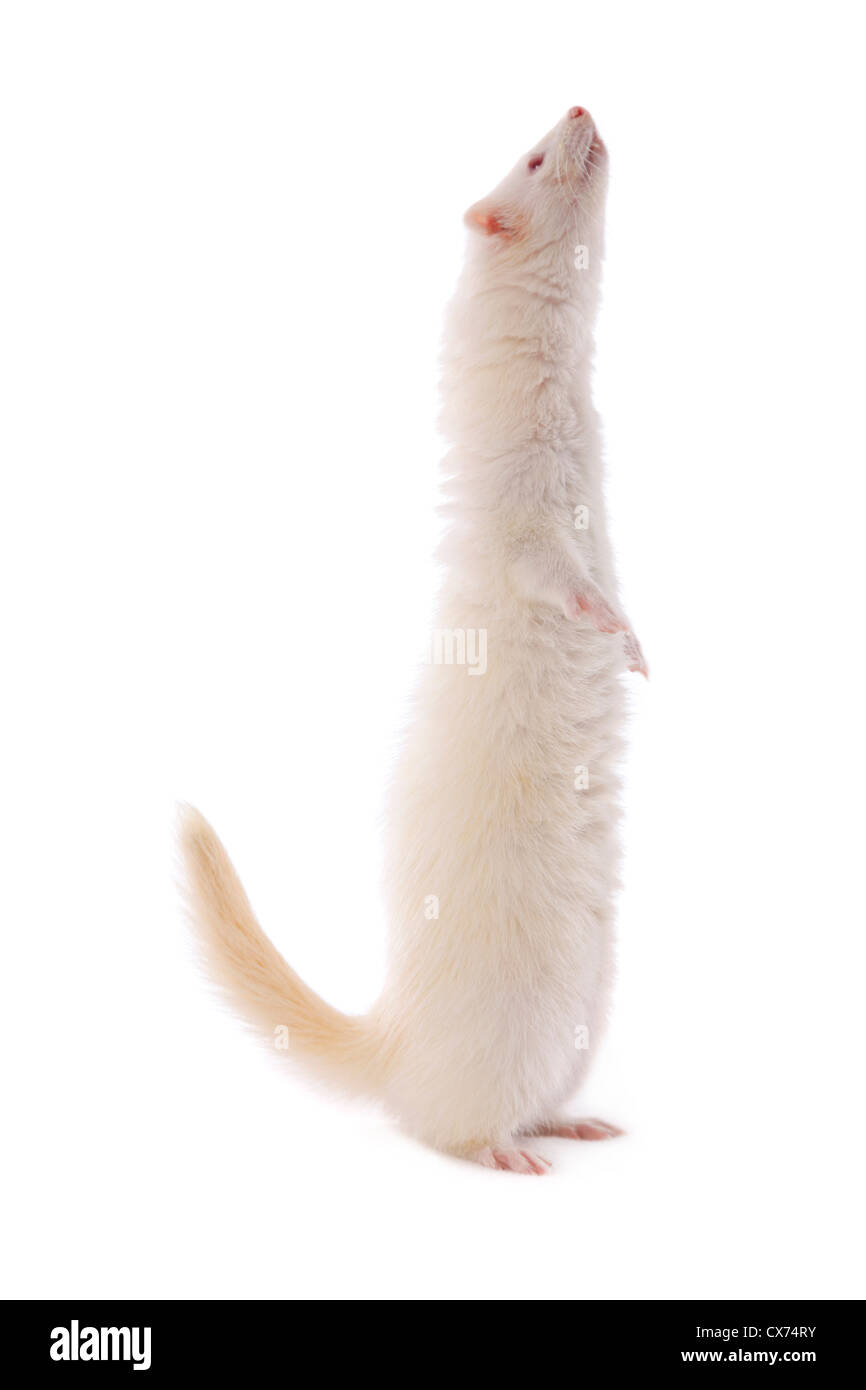 Pink ferret hi-res stock photography and images - Alamy