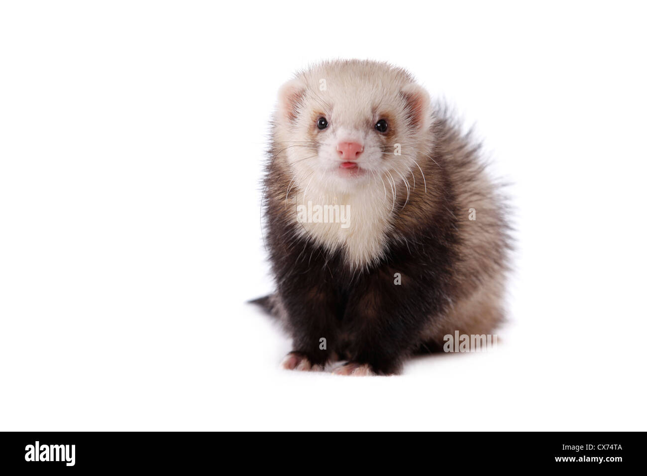 Male ferret Cut Out Stock Images & Pictures - Alamy