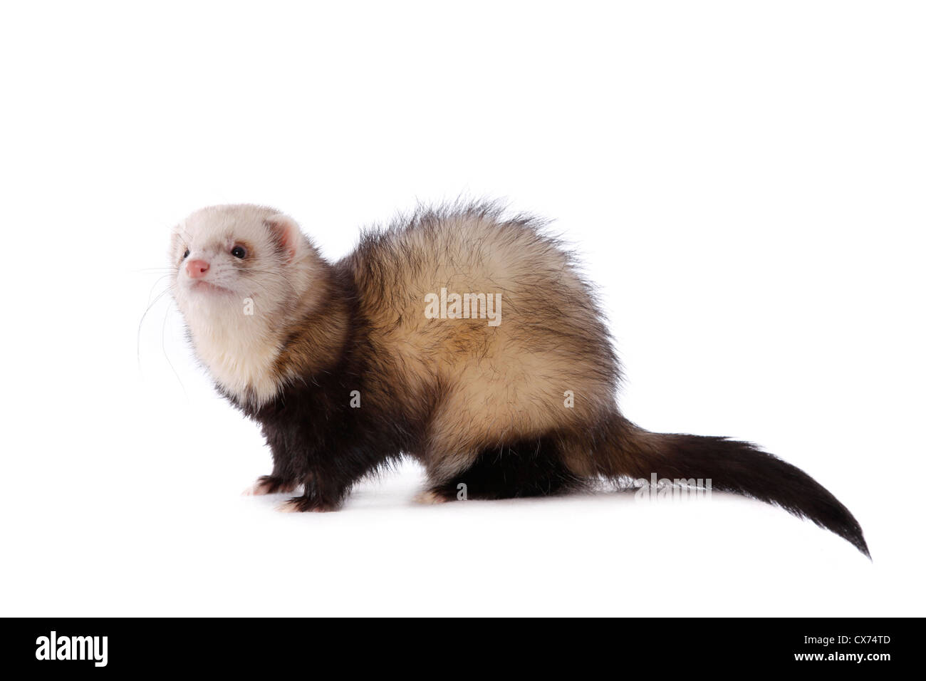 Male ferret Cut Out Stock Images & Pictures - Alamy