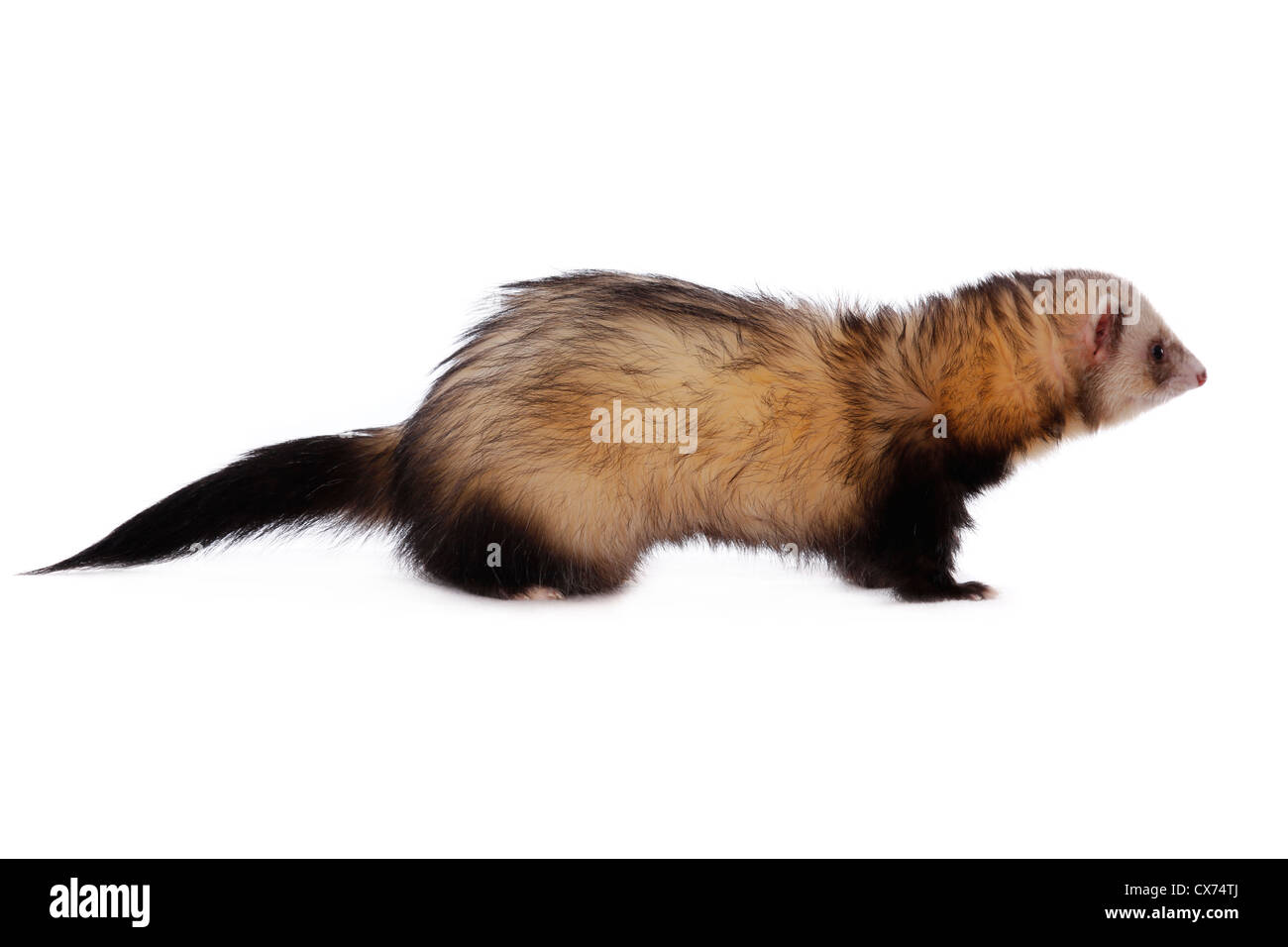 Ferrets cut out hi-res stock photography and images - Alamy