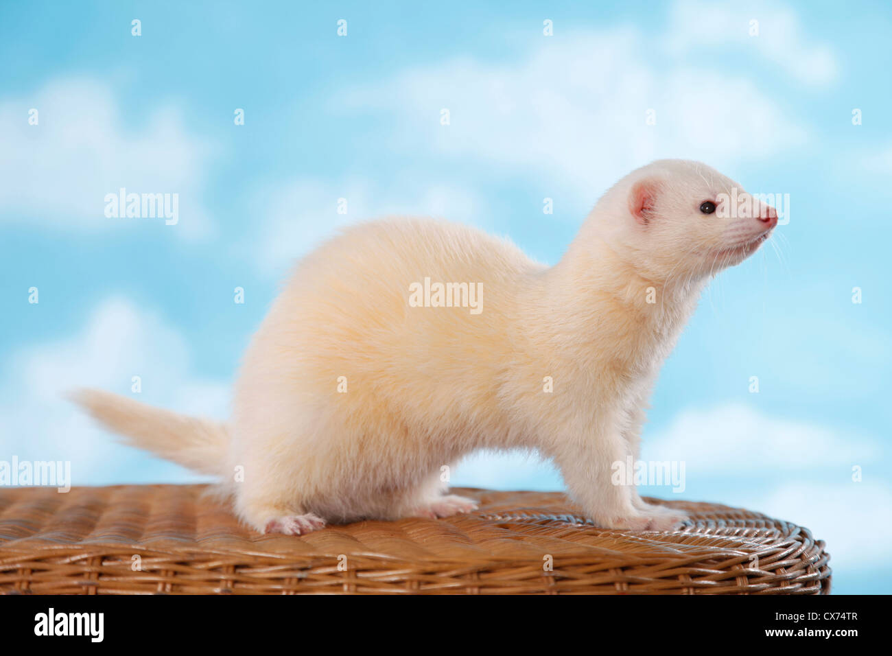 Dark eyed ferret hi-res stock photography and images - Alamy