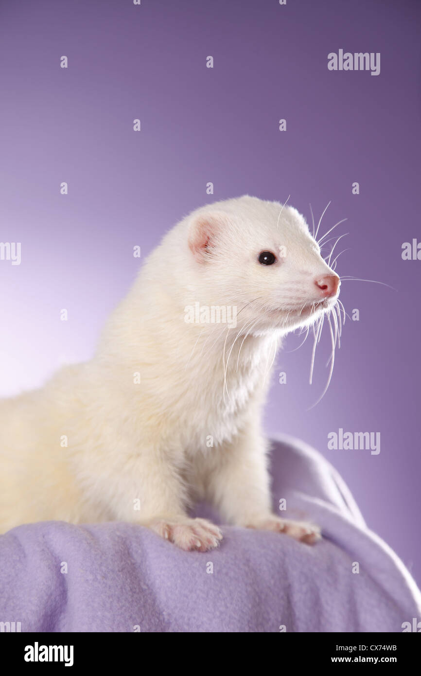 Dark eyed ferret hi-res stock photography and images - Alamy