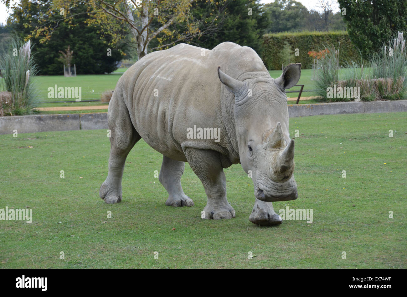 Rino hi-res stock photography and images - Alamy