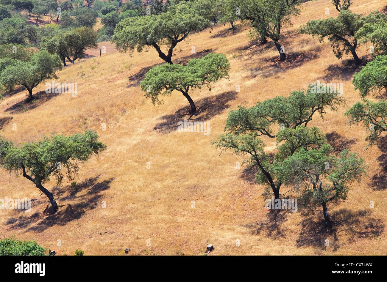 Grass ley hi-res stock photography and images - Alamy