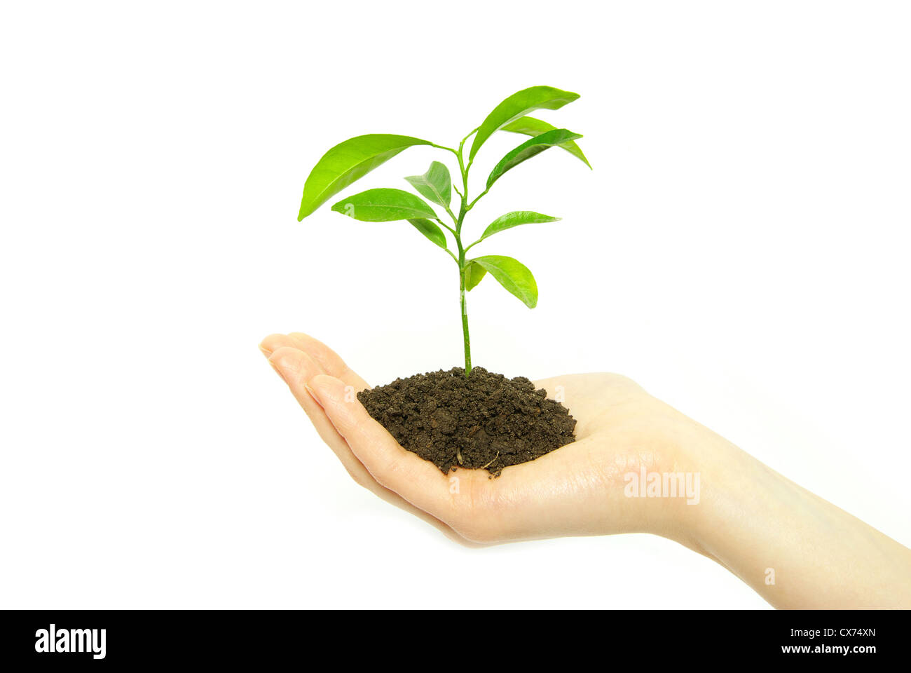 Hands holding sapling in soil on white Stock Photo - Alamy
