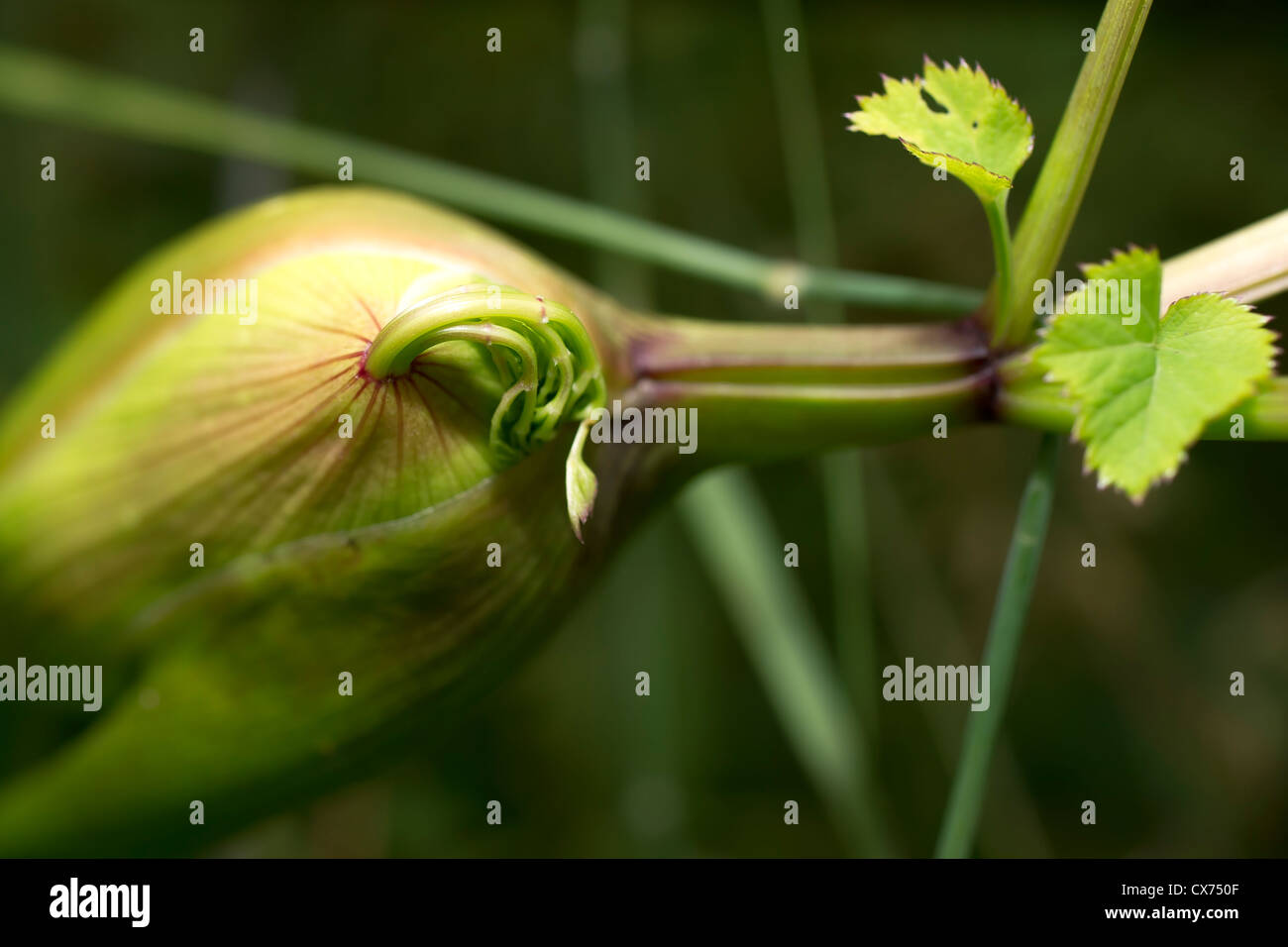 Fern pod with emerging leaf shot in Margam Park South Wales Stock Photo ...