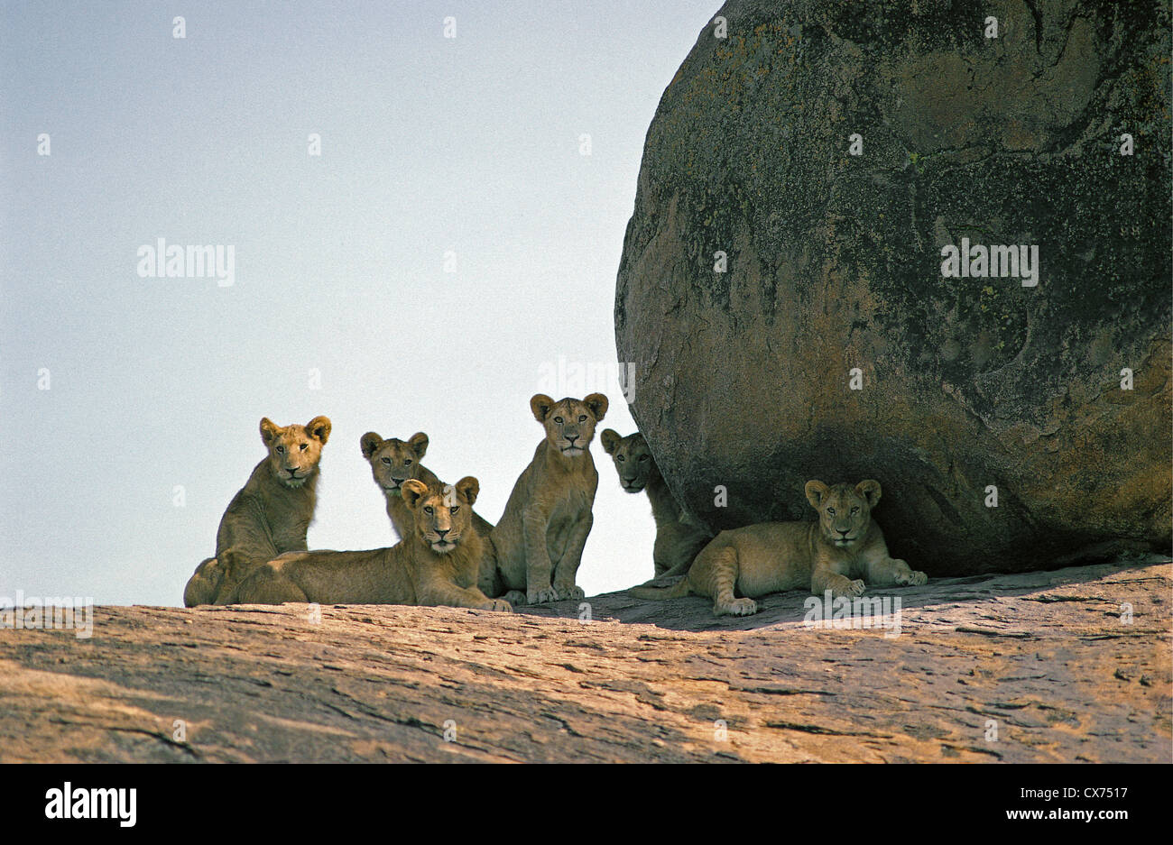 Moru kopjes lion hi-res stock photography and images - Alamy