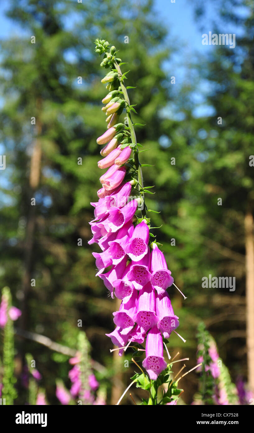 Common foxglove (Digitalis purpurea Stock Photo - Alamy