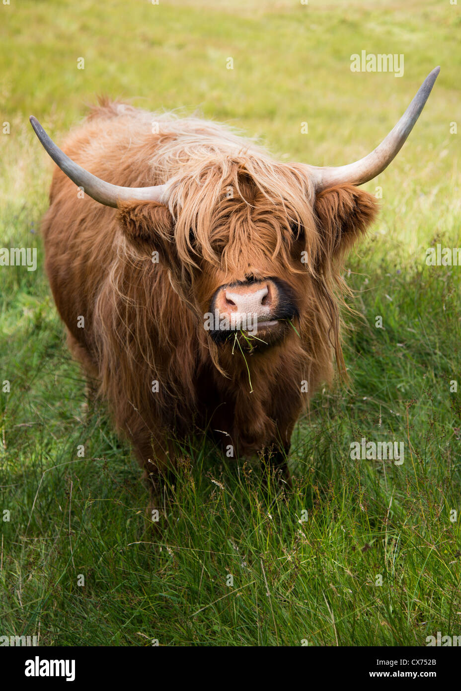 Highland Cattle Longhorn High Resolution Stock Photography and Images ...