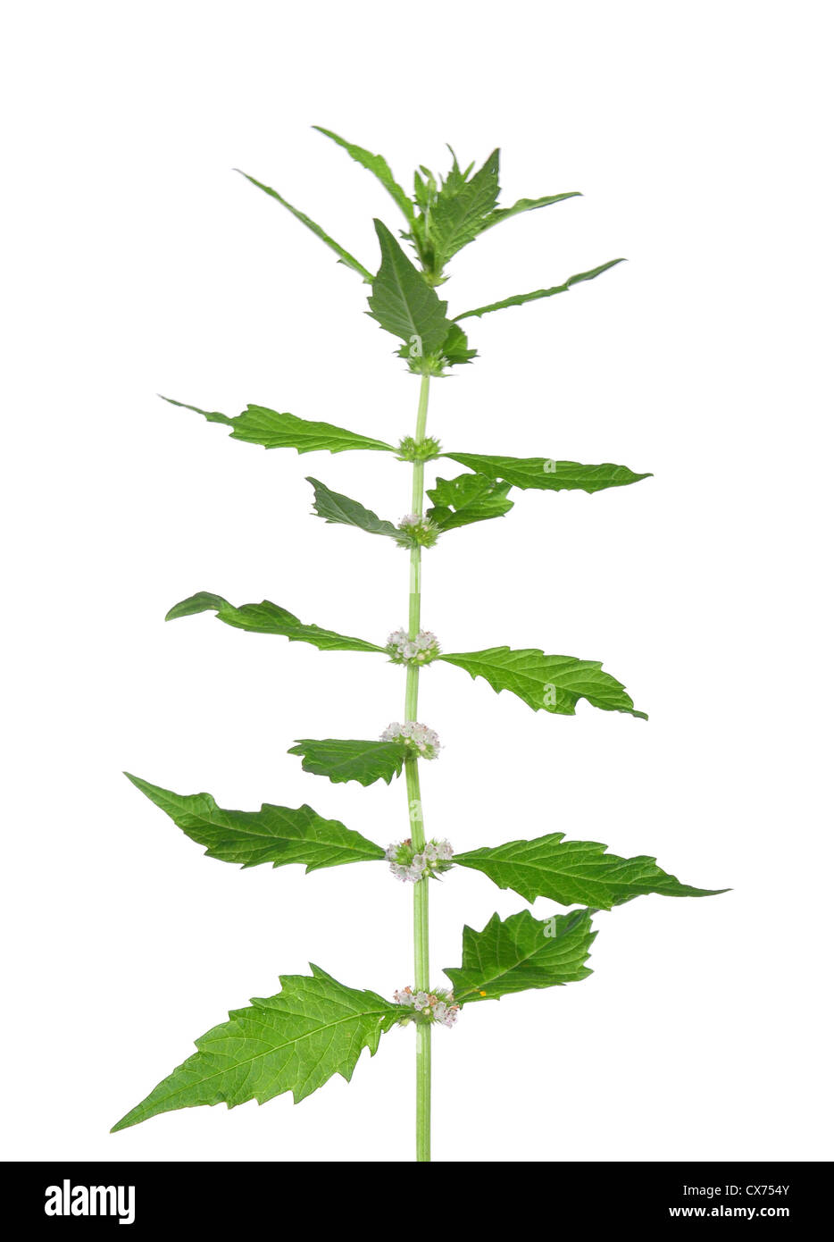 Gypsywort (Lycopus europaeus Stock Photo - Alamy