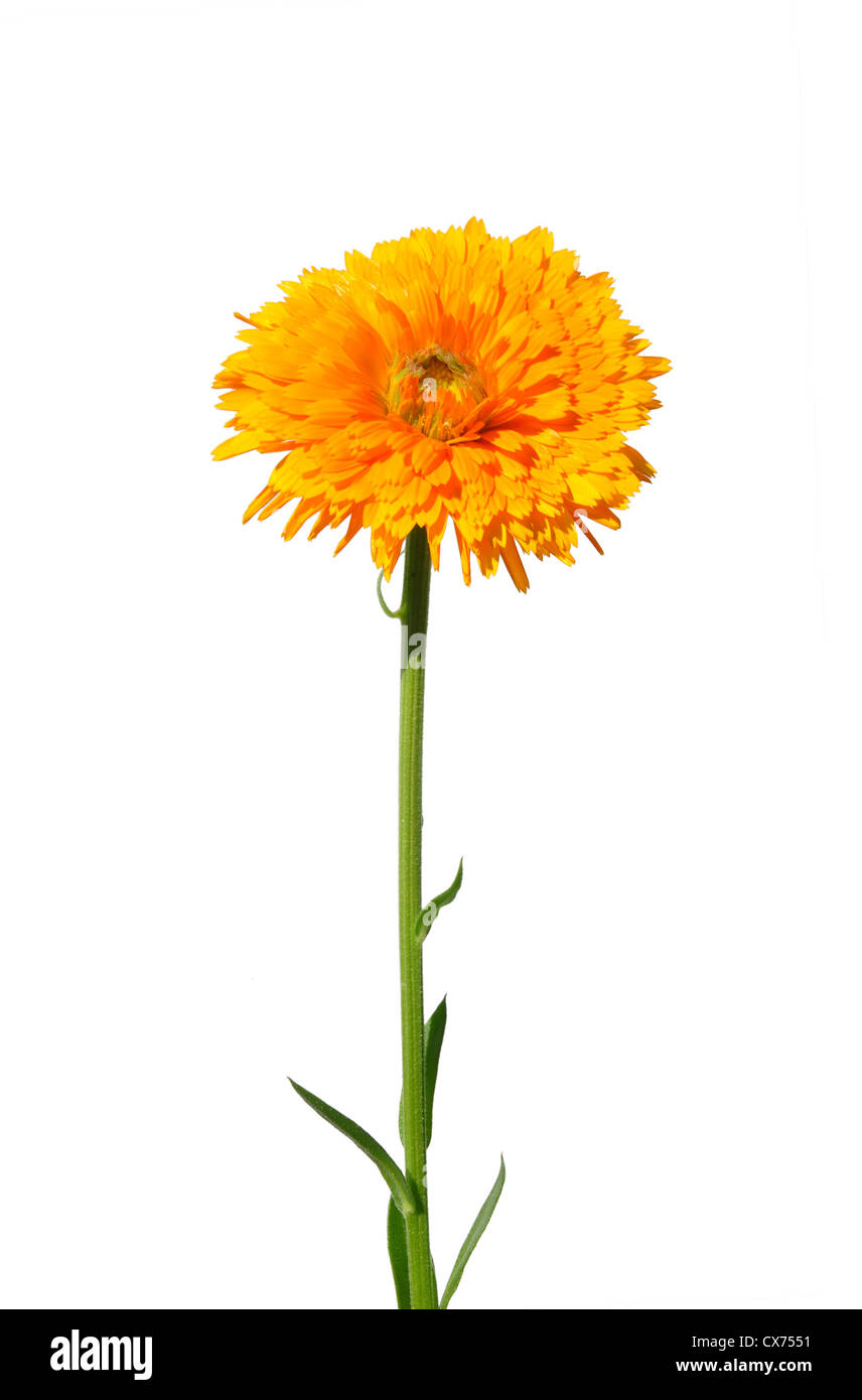 Pot marigold (Calendula officinalis Stock Photo - Alamy