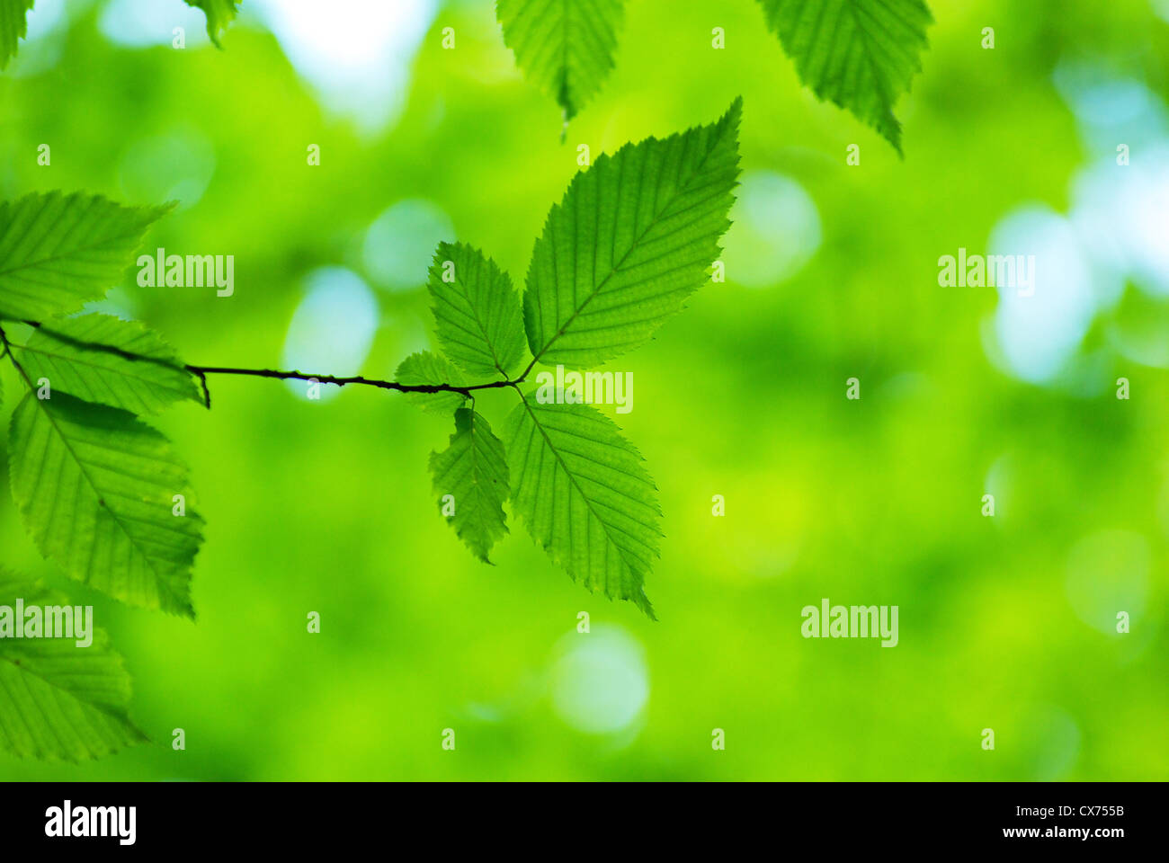 spring leaves background in green forest Stock Photo - Alamy