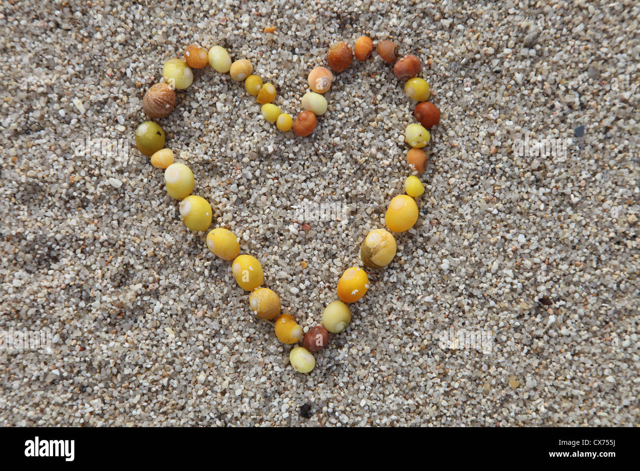 Yellow cockle shells hi-res stock photography and images - Alamy