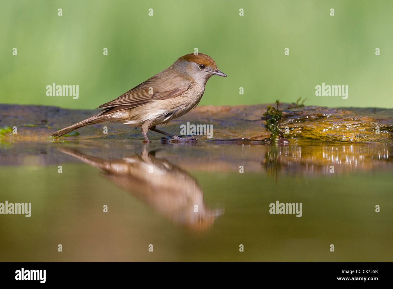 Female blackcap at a forest pool in Hungary Stock Photo - Alamy