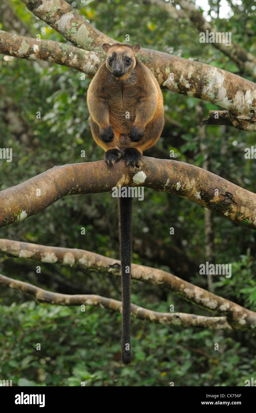 Lumholtz's Tree Kangaroo Dendrolagus lumholtzi Male Photographed in the ...
