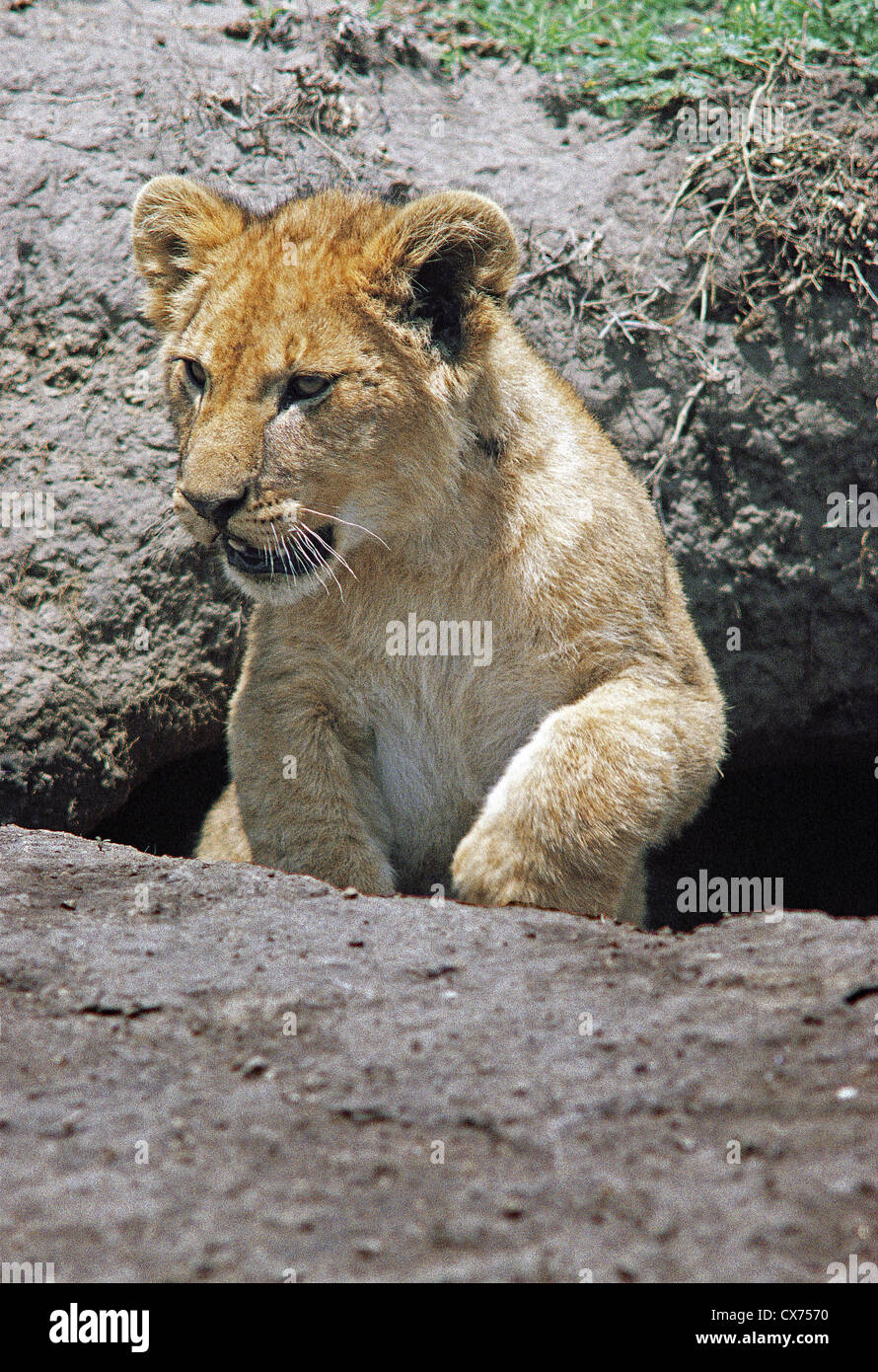 Lion den hi-res stock photography and images - Alamy