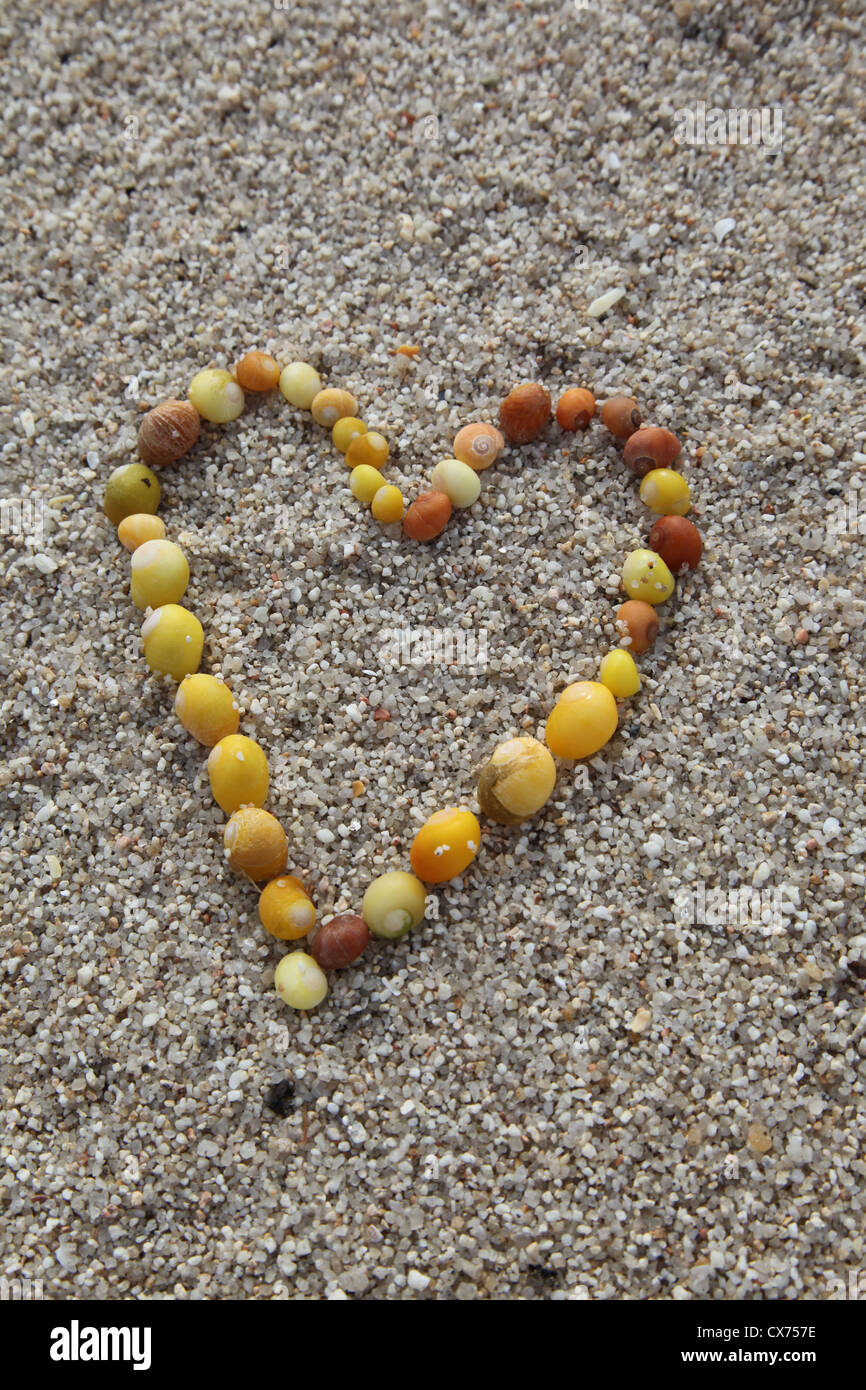 Yellow cockle shells hi-res stock photography and images - Alamy