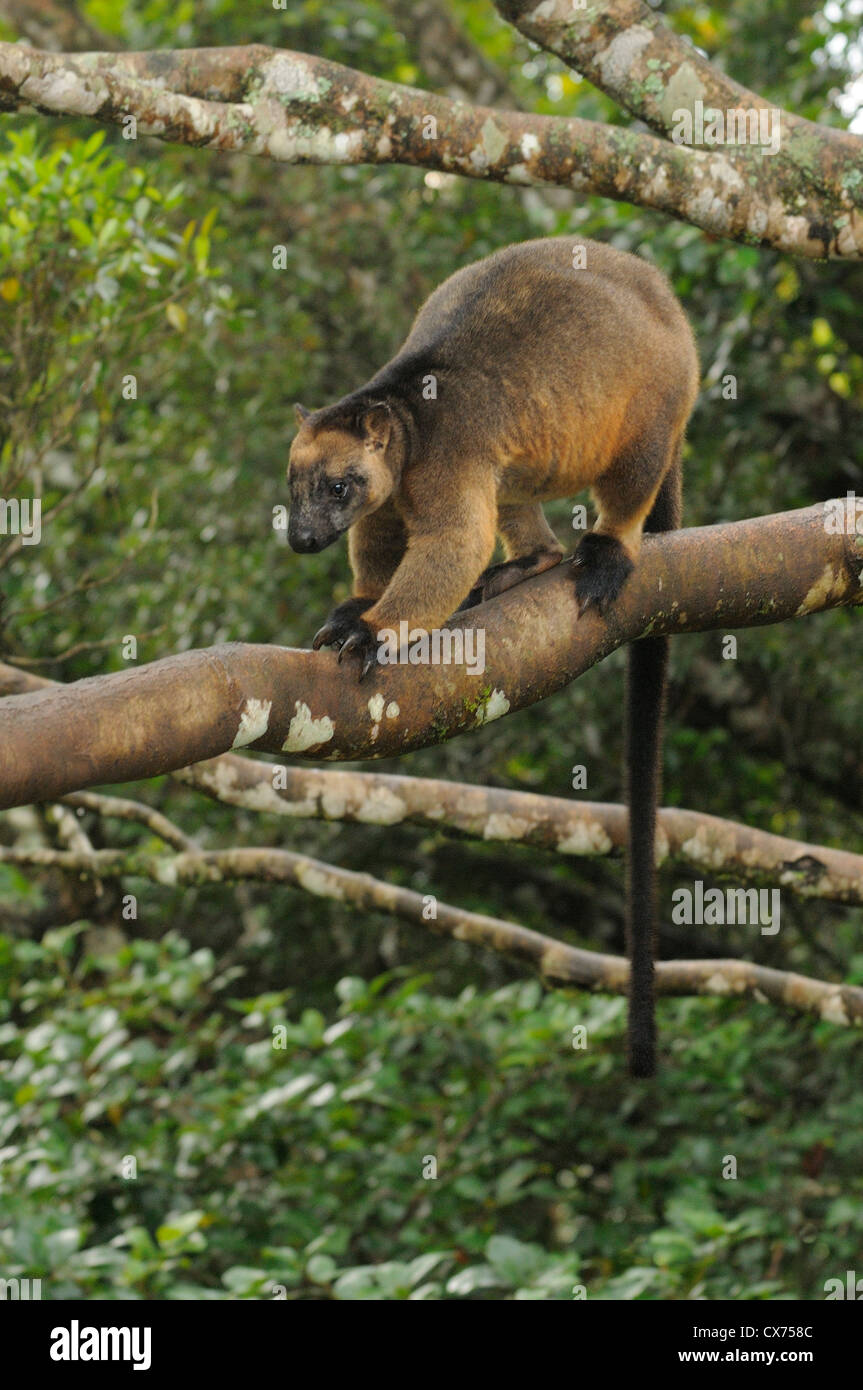 Lumholtz's Tree Kangaroo Dendrolagus lumholtzi Male Photographed in the ...