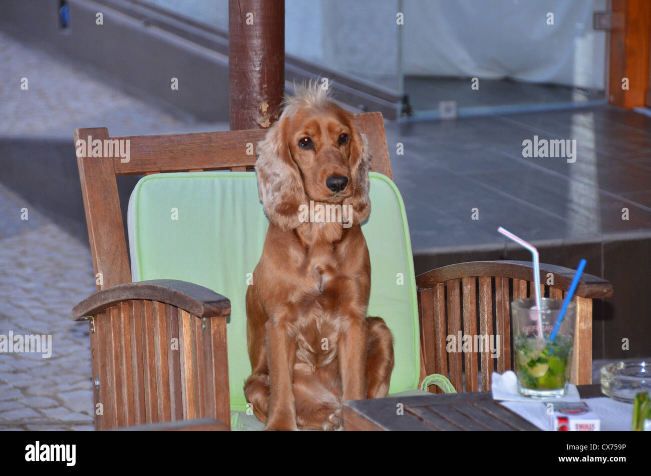Dog waiting for a drink Stock Photo - Alamy