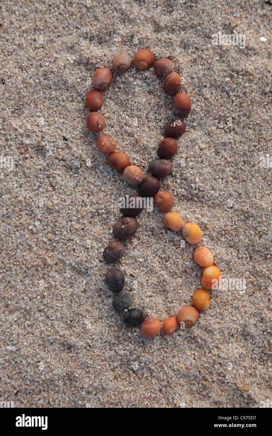 Yellow cockle shells hi-res stock photography and images - Alamy