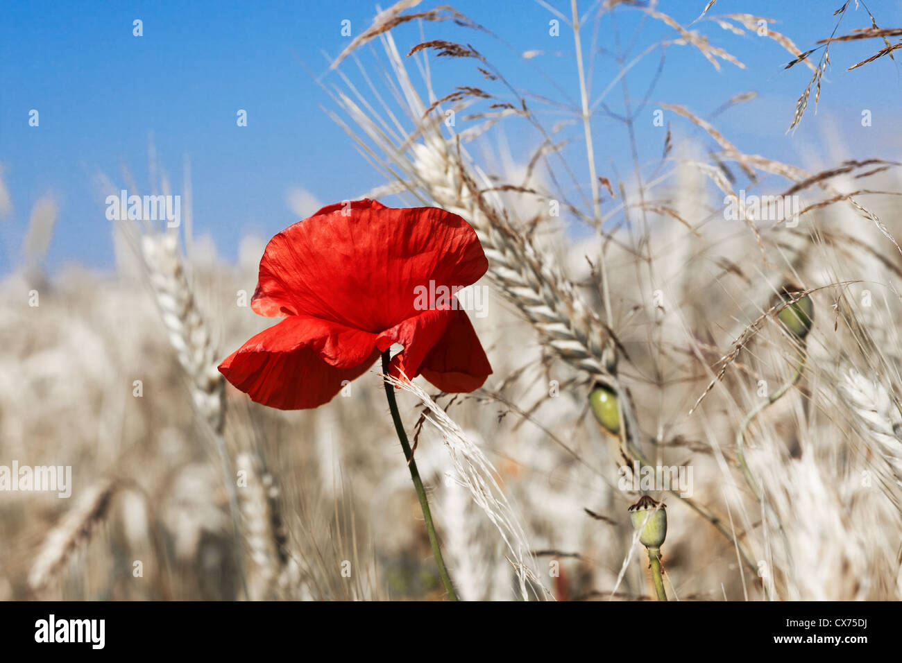 Poppy in the corn Stock Photo - Alamy