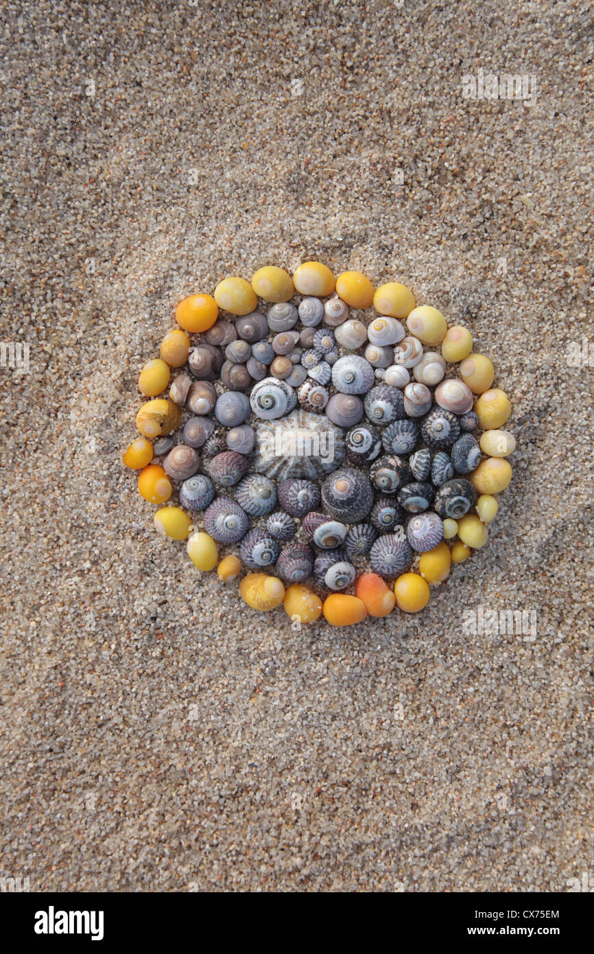 Yellow cockle shells hi-res stock photography and images - Alamy