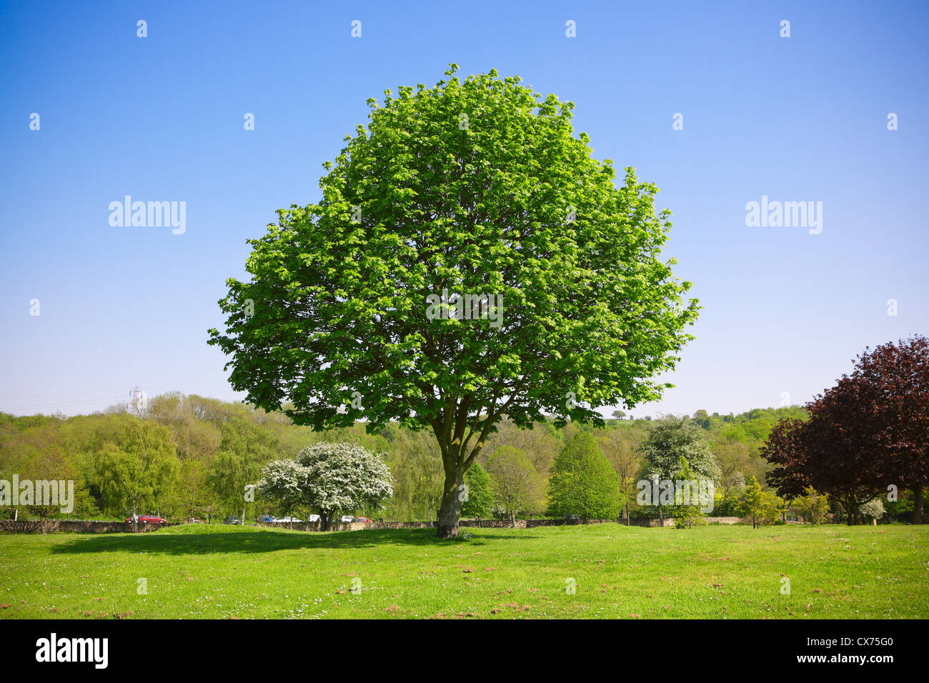 Tree in the park Stock Photo - Alamy