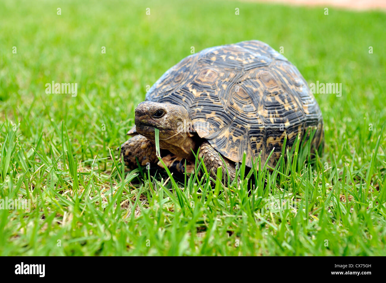 Tortois shell hi-res stock photography and images - Alamy