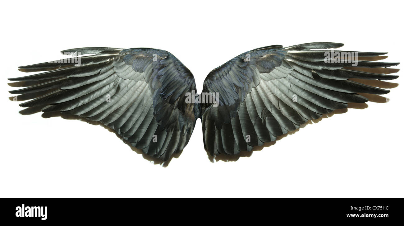 Pair of wings isolated on white Stock Photo - Alamy