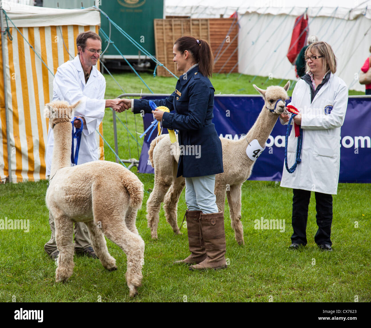 A judge awarding prizes to owners of llamas at the 2012 Westmorland ...