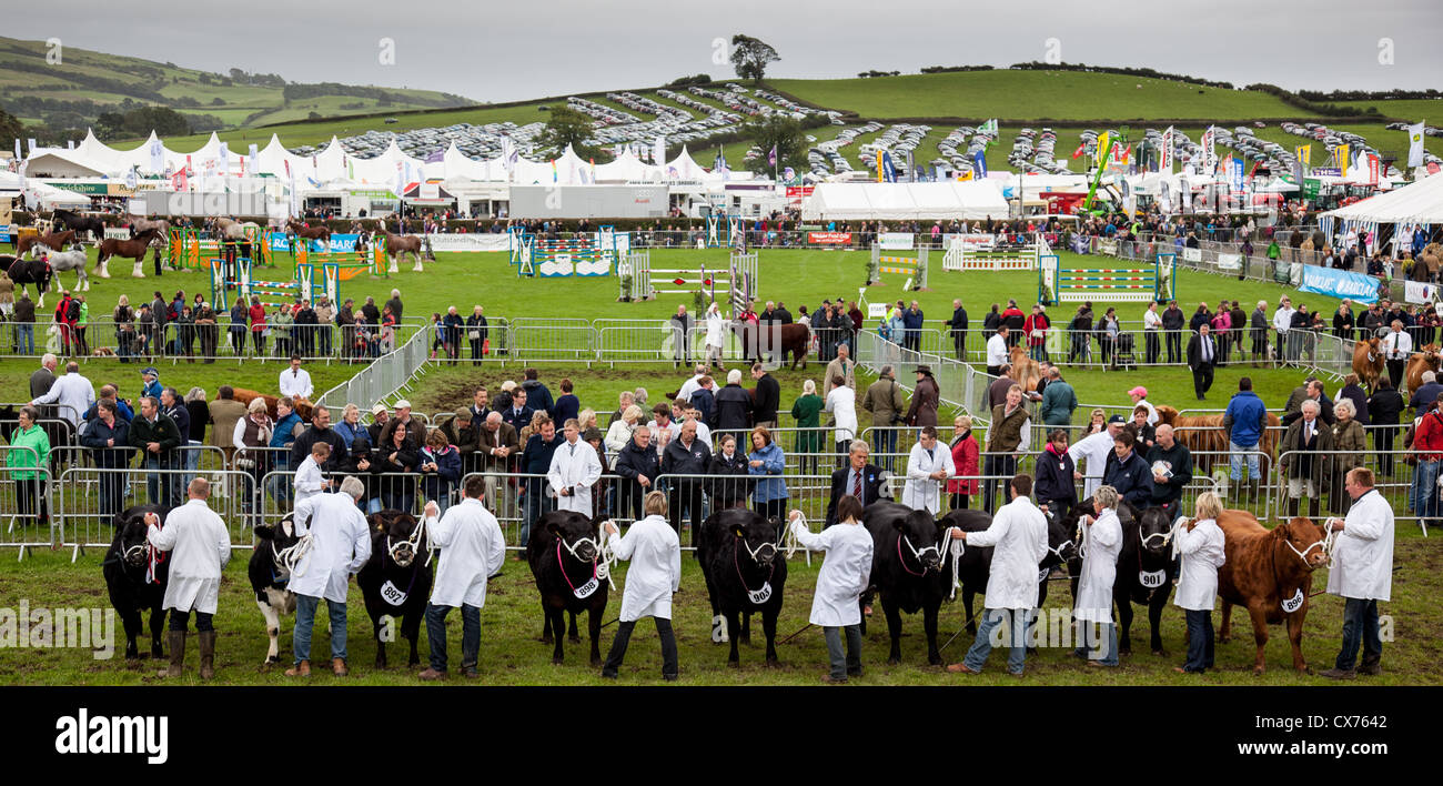 Judging cattle in the parade ground at the 2012 Westmorland County Show ...