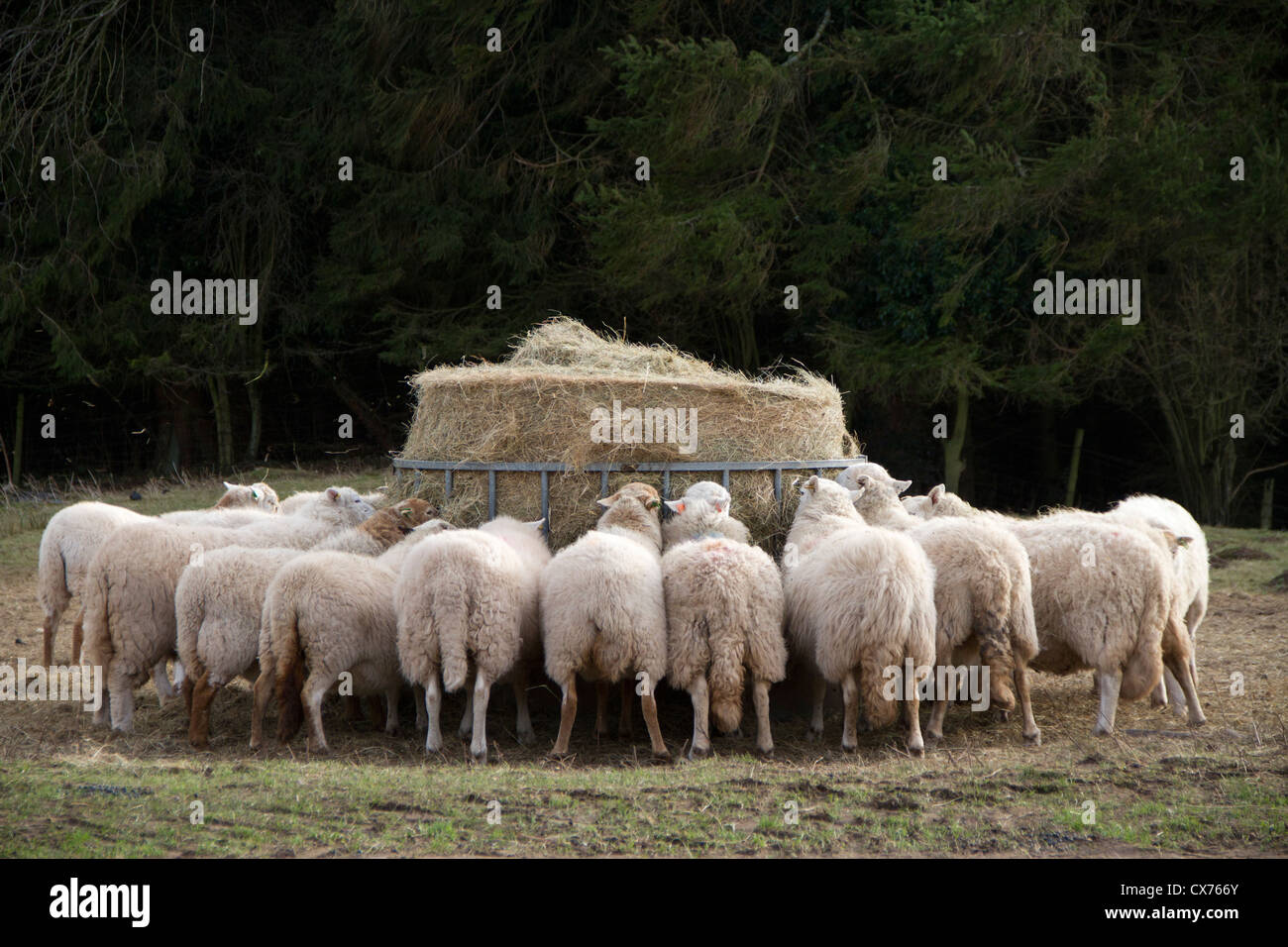 Sheep eating hay Stock Photo - Alamy