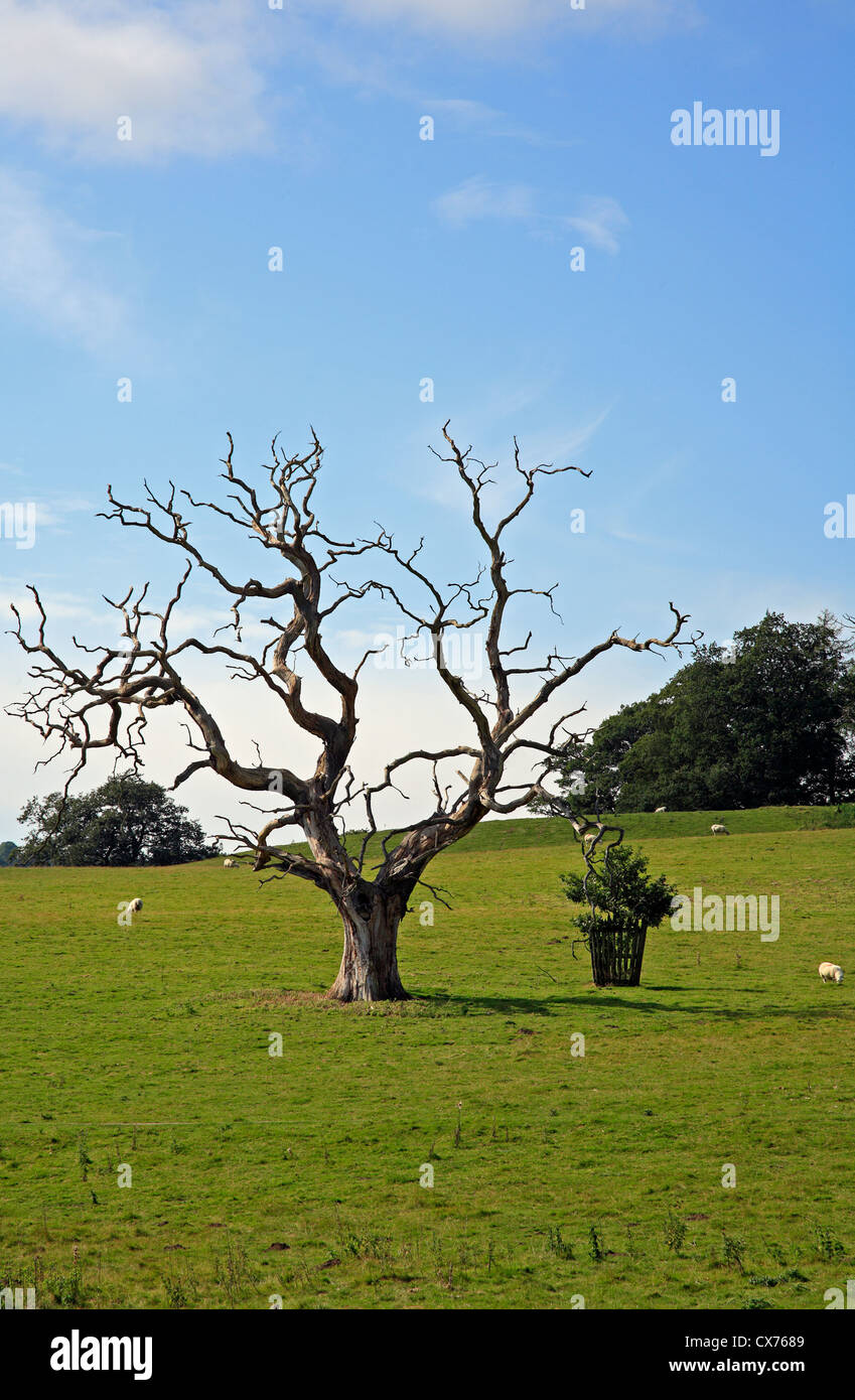 Dead Tree in Green Field Stock Photo - Alamy