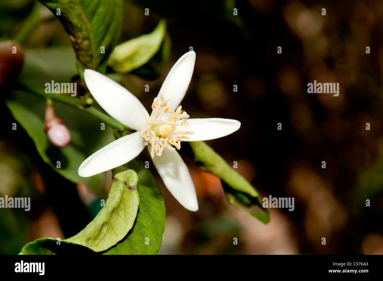 Isolated flower landscape hi-res stock photography and images - Alamy