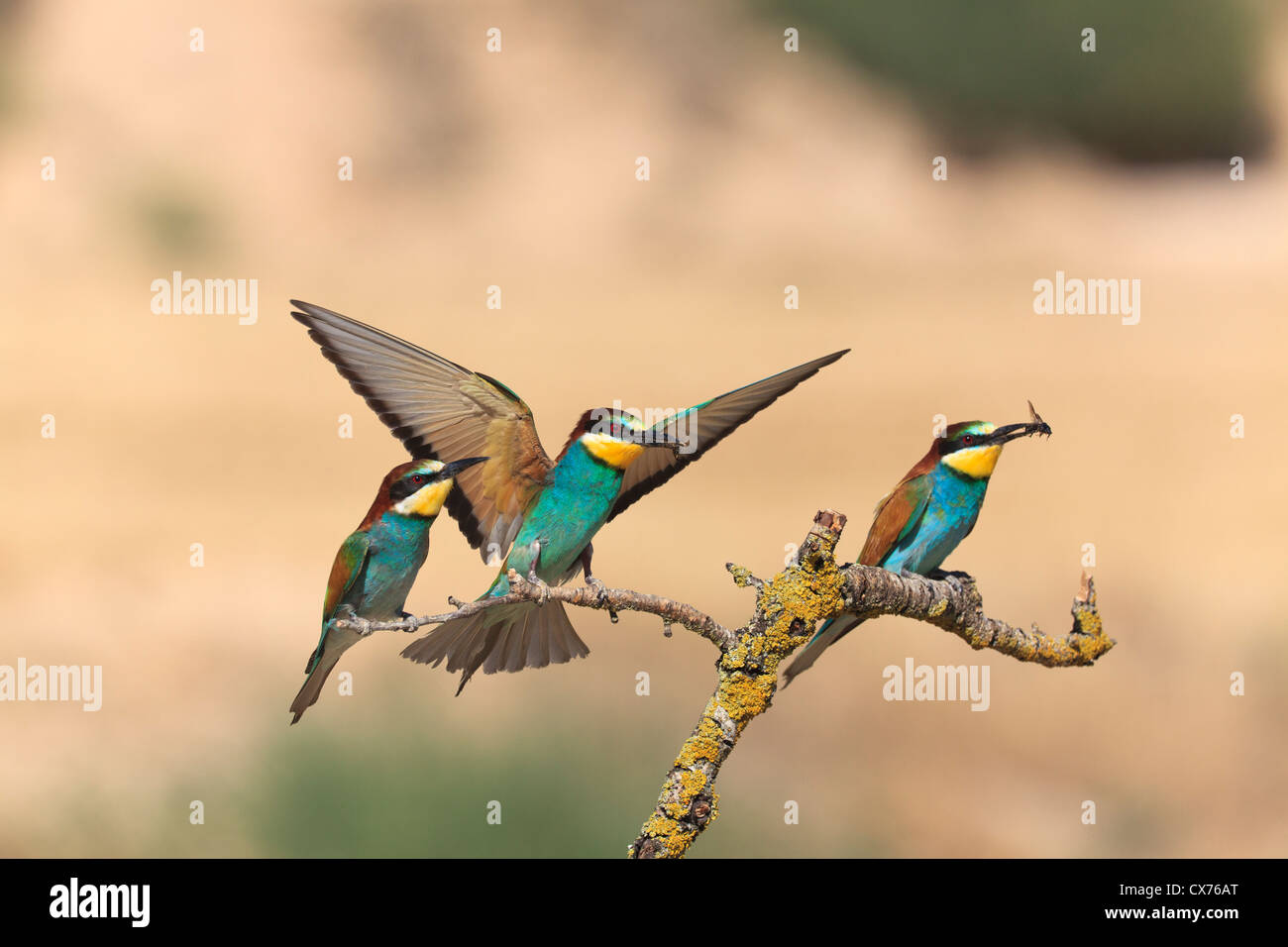 Group of bee eater birds hi-res stock photography and images - Alamy