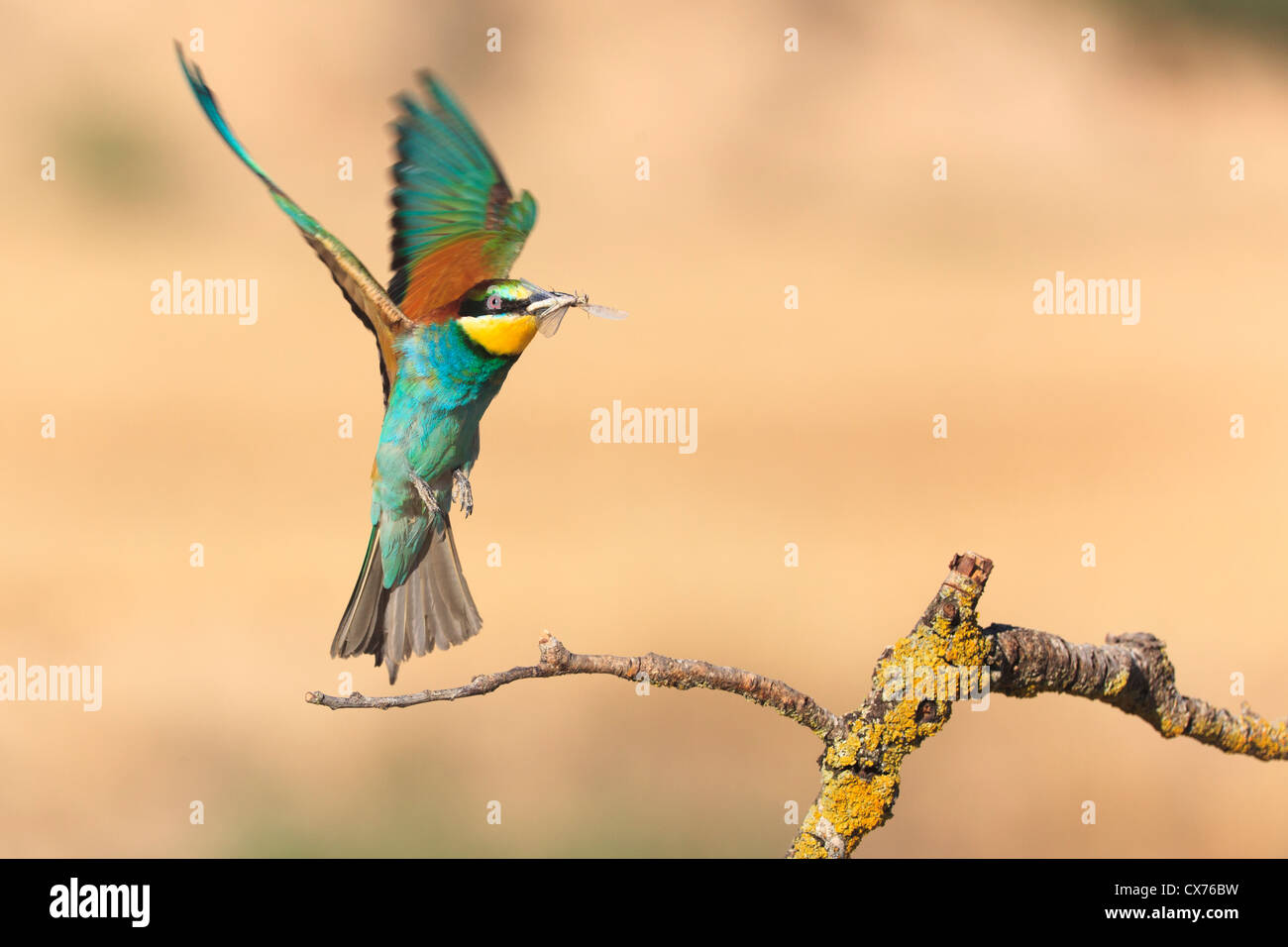 European Bee-eater (Merops apiaster) in flight with prey. Lleida ...