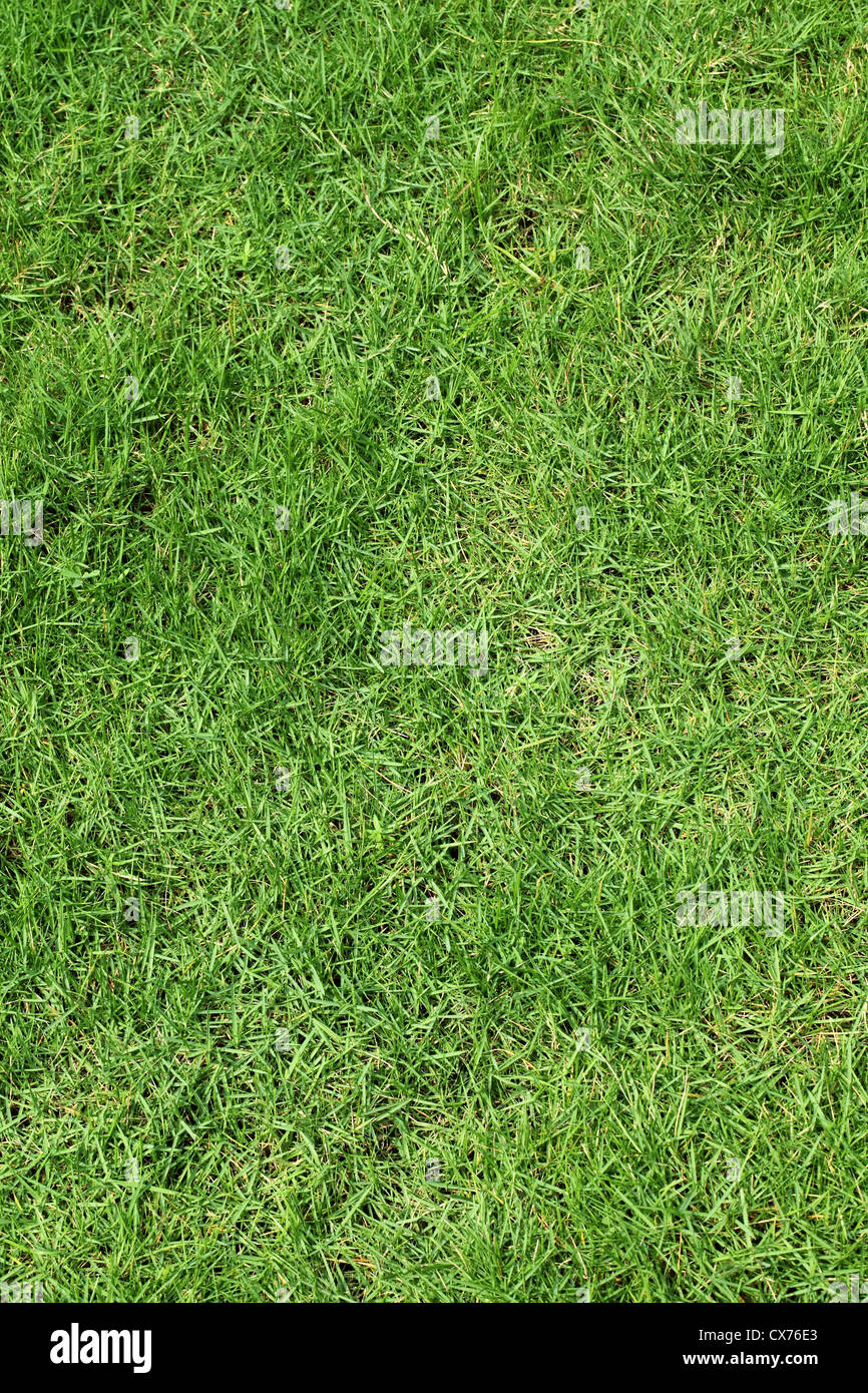 Green grass background Stock Photo - Alamy