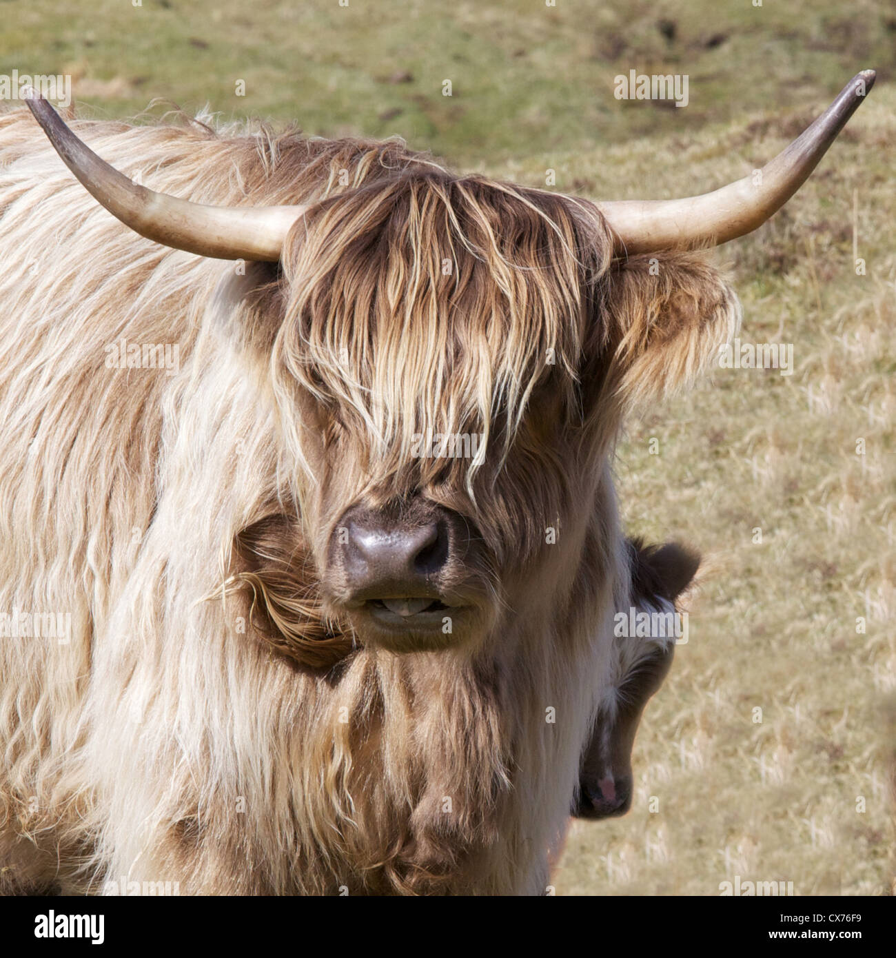 Peeping cow hi-res stock photography and images - Alamy