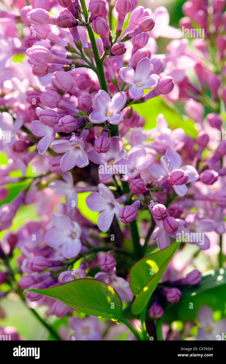 Syringa Vulgaris Stock Photos & Syringa Vulgaris Stock Images - Alamy