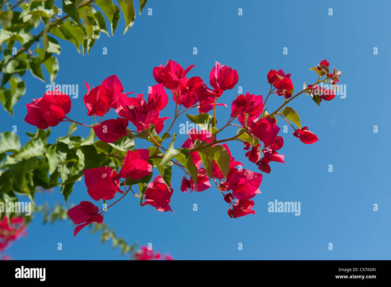 Flower plant flowers mallorca flower hi-res stock photography and ...
